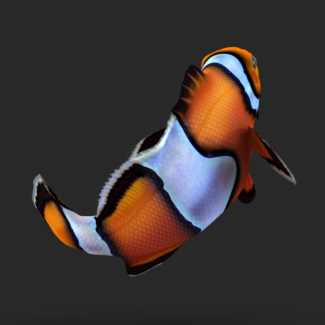 3d model clownfish rigged