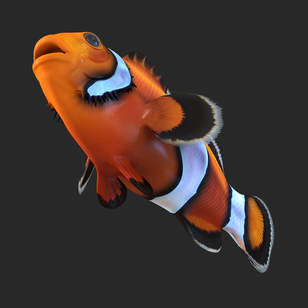 3d Model Clownfish Rigged