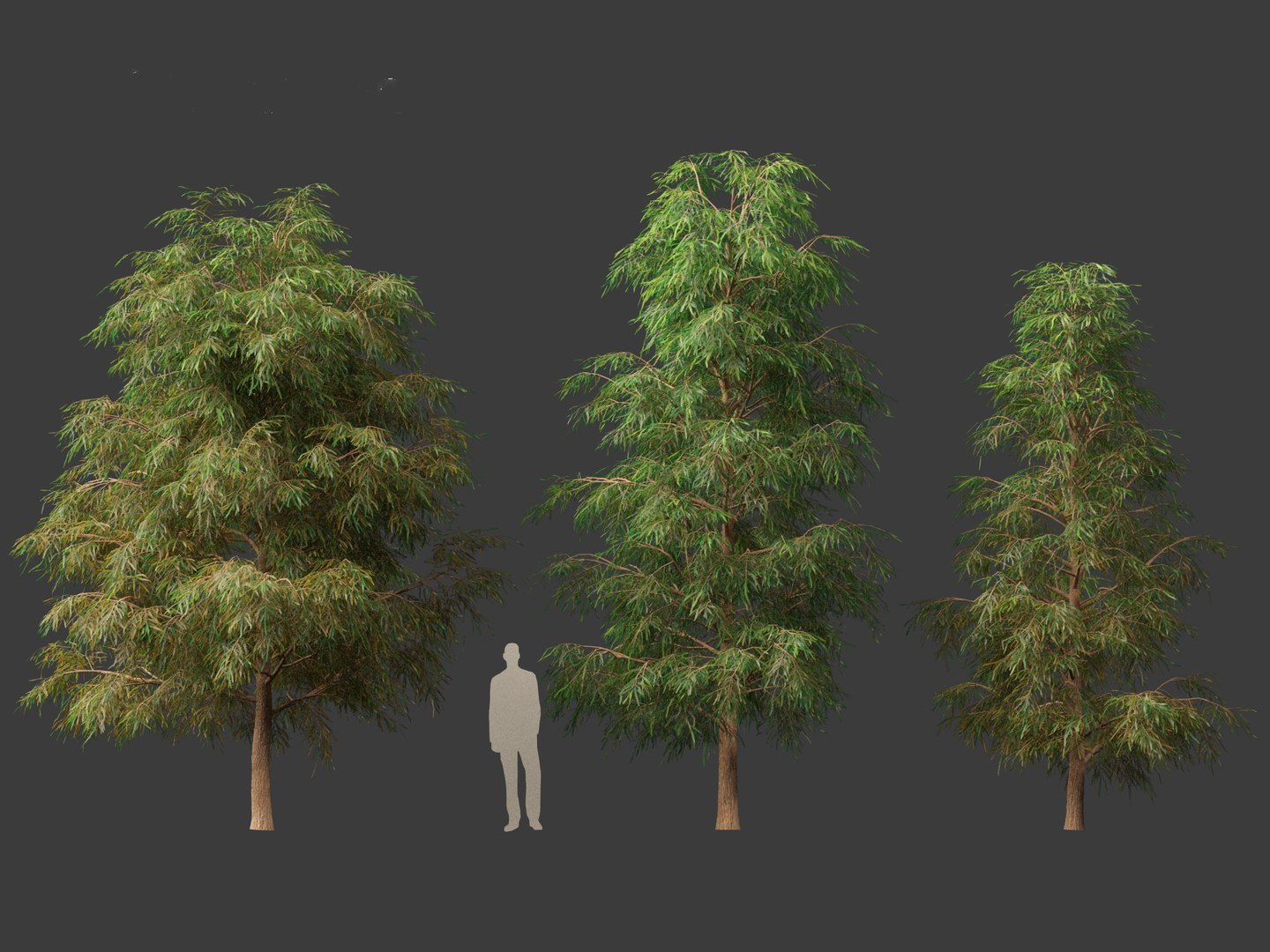 Taxodium mucronatum - Montezuma bald cypress 02 3D model - TurboSquid ...