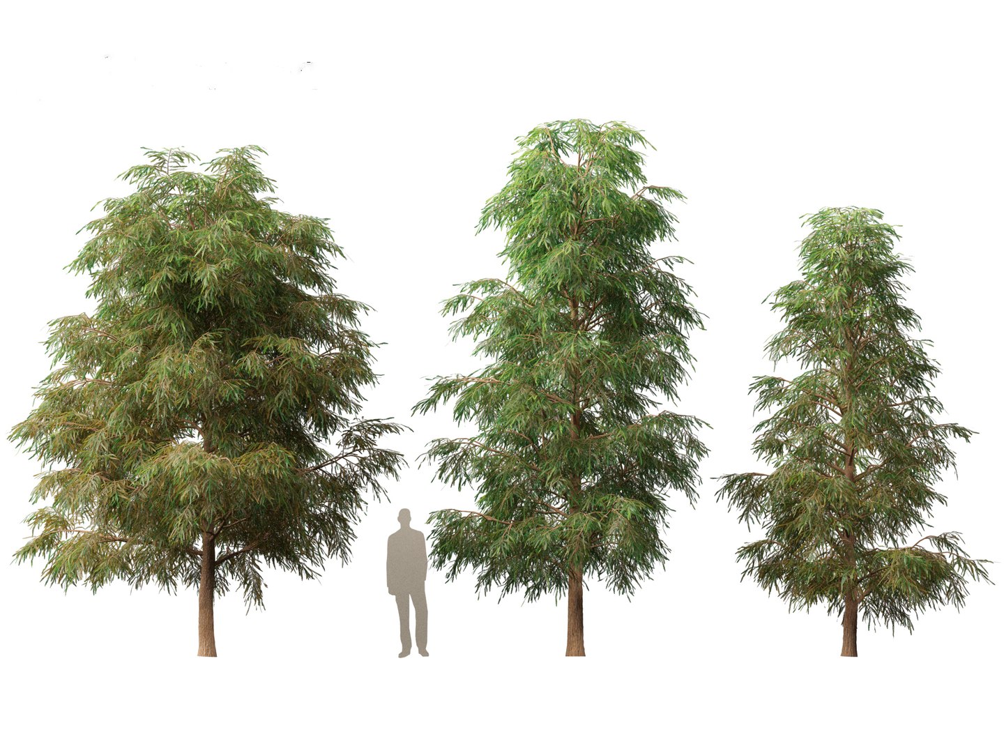 Taxodium mucronatum - Montezuma bald cypress 02 3D model - TurboSquid ...