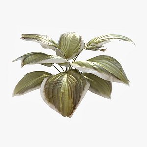 Hosta 3D Models for Download | TurboSquid