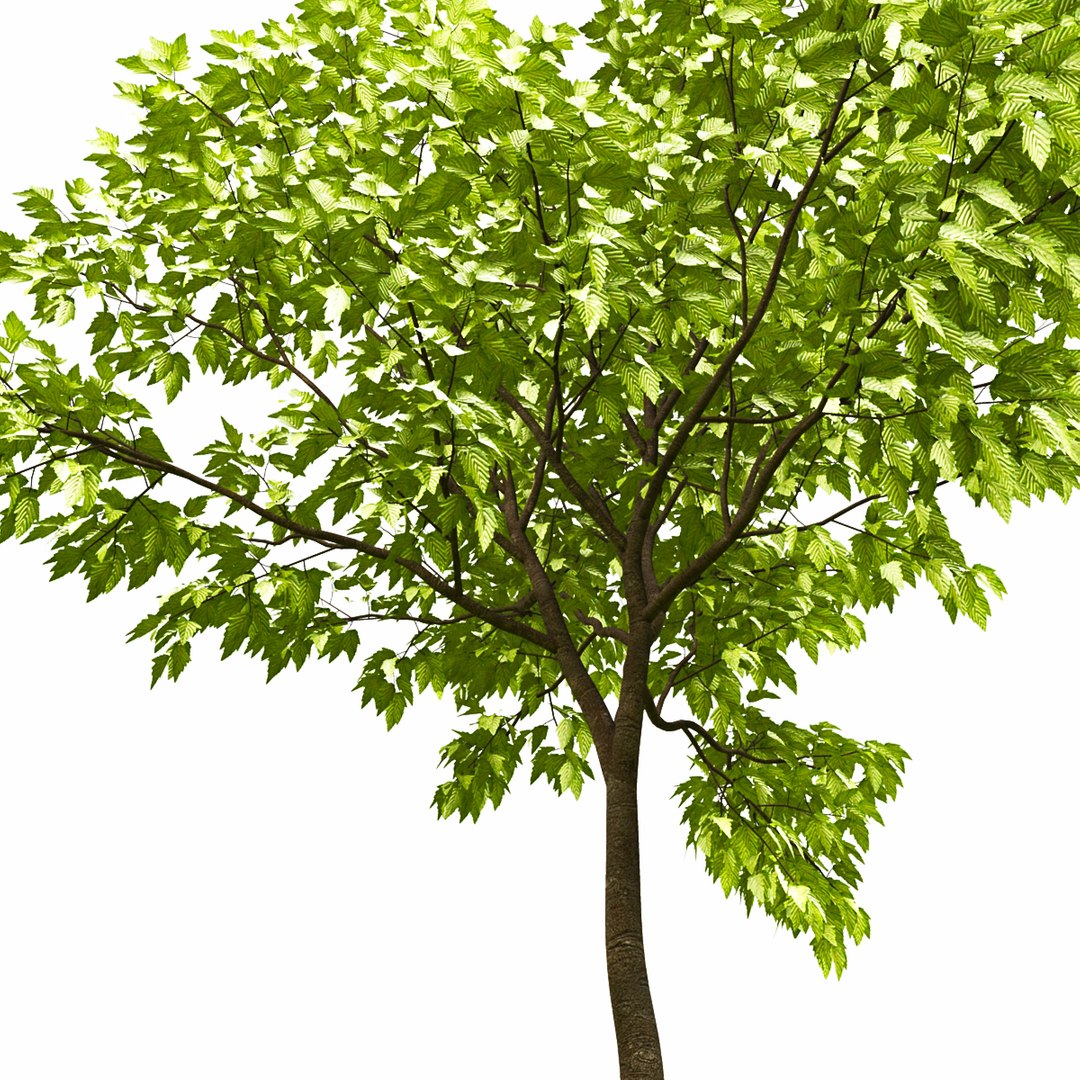 Tree Environment 3d Obj