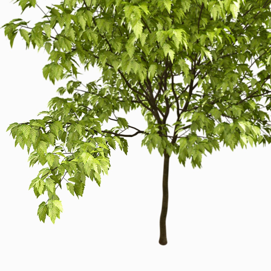 Tree Environment 3d Obj