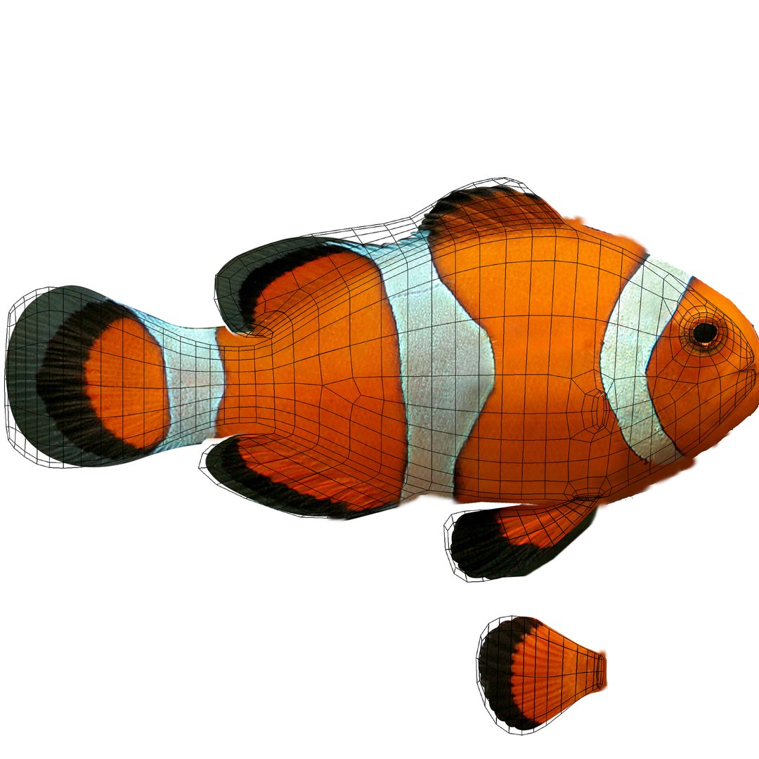 3d Fish Fish Model