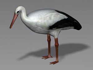 Stork 3D Models for Download | TurboSquid