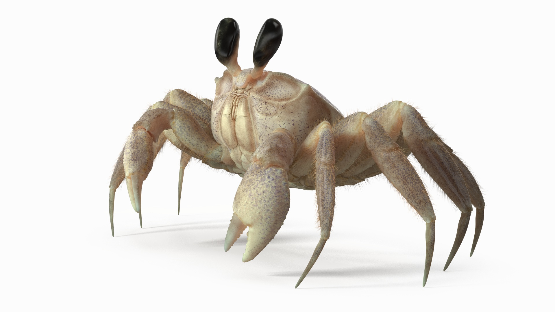 3D Shoreline Sand Crab Pink Beige Fur Rigged For Maya Model ...