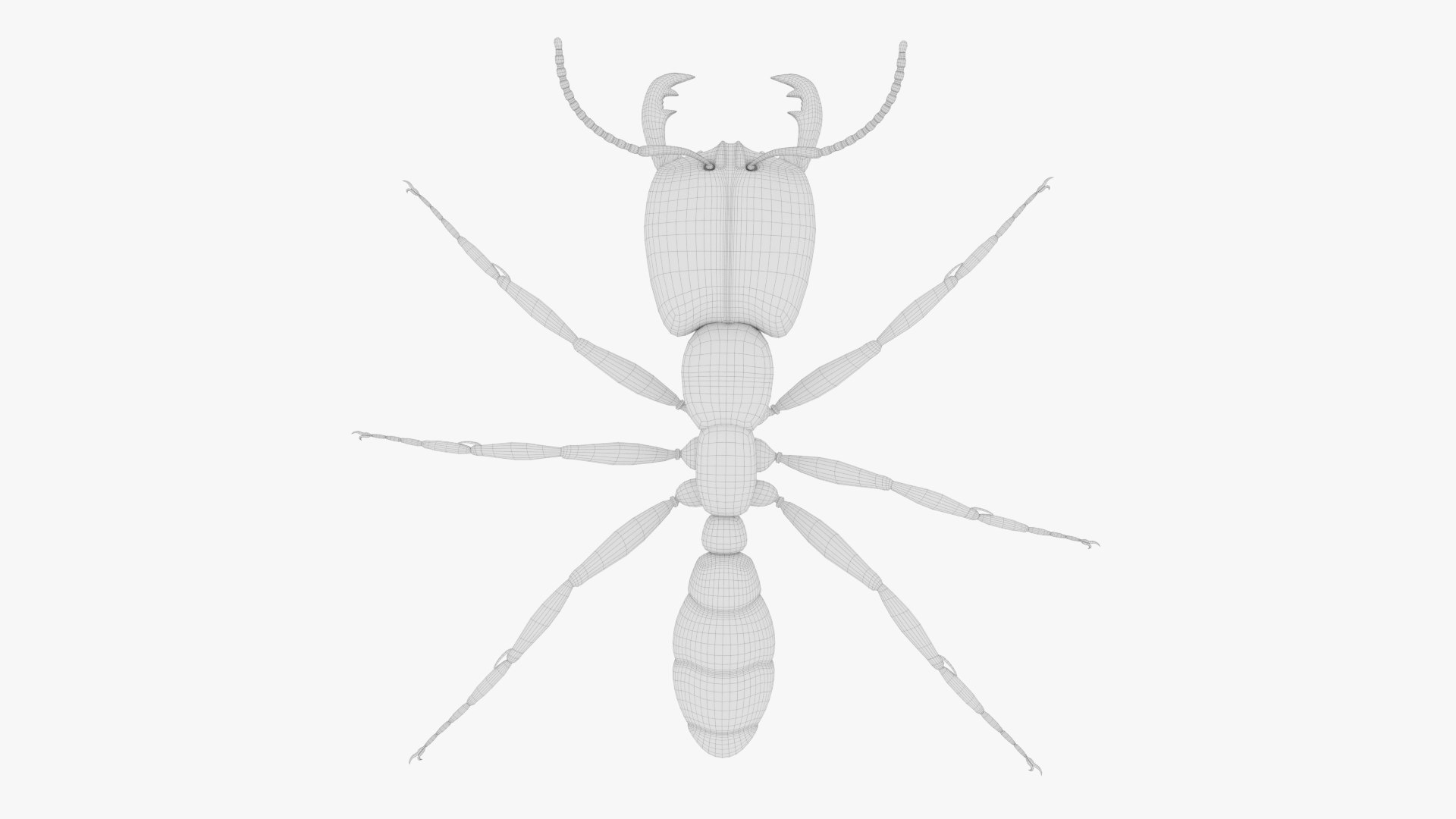 3D African Driver Ant Soldier - TurboSquid 1836227