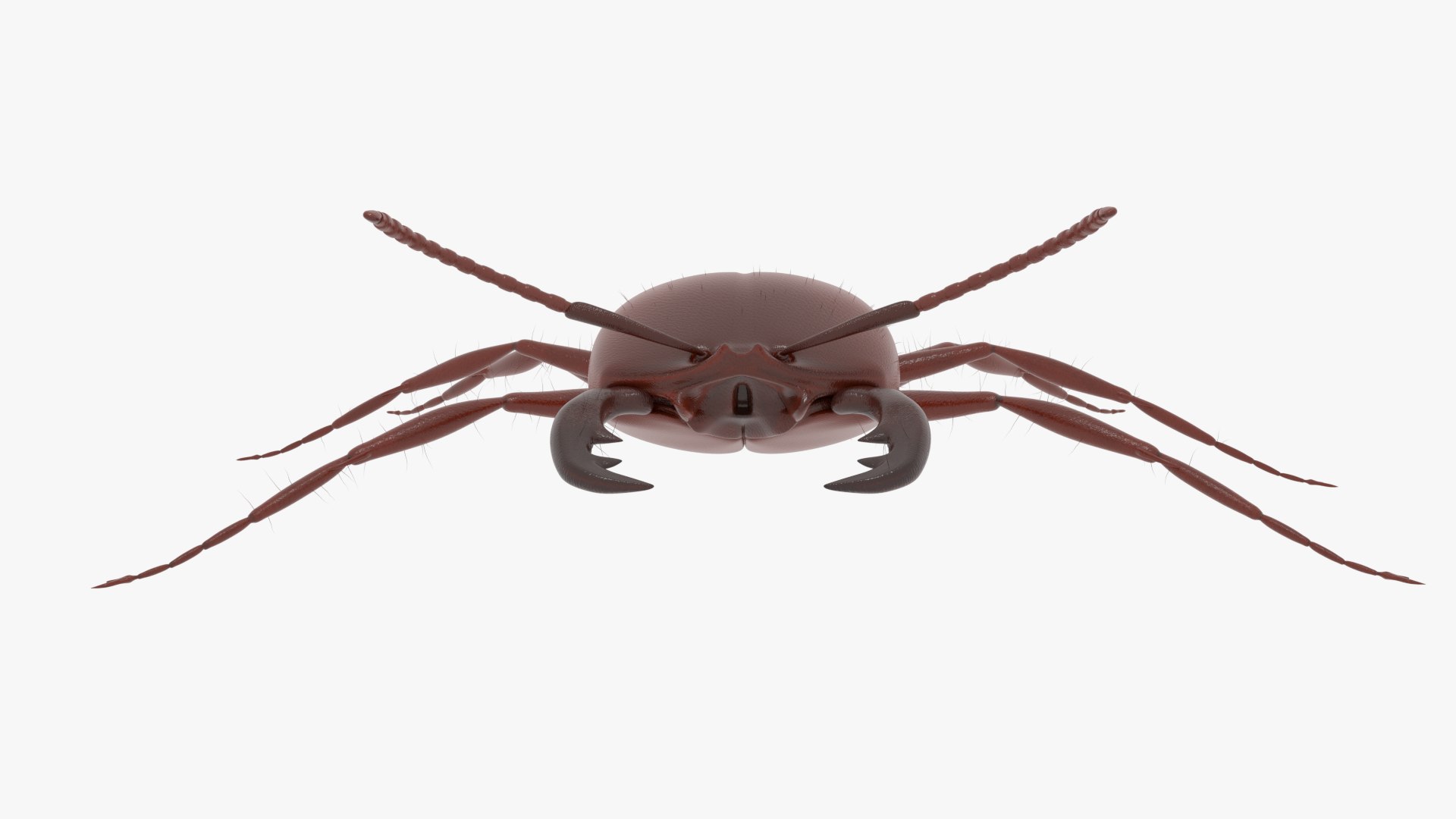 3D African Driver Ant Soldier - TurboSquid 1836227