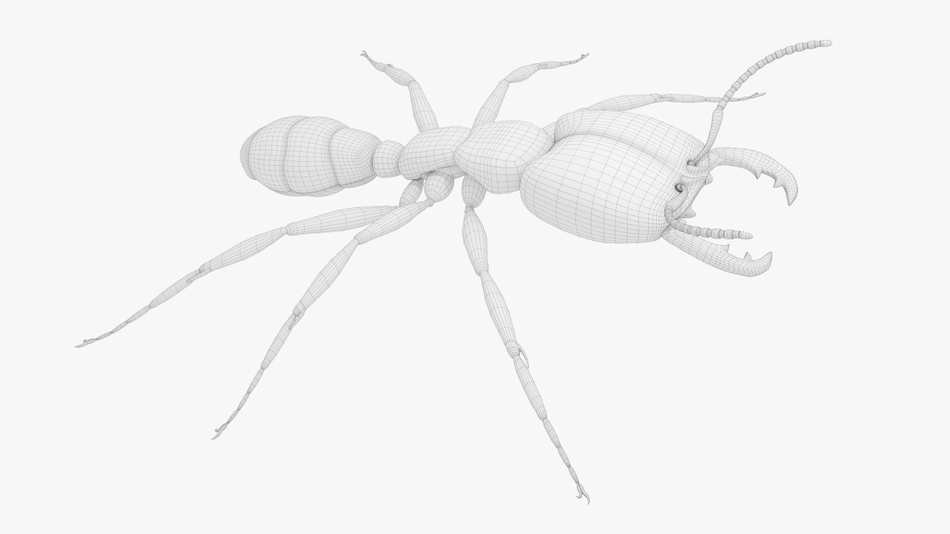 3D African Driver Ant Soldier - TurboSquid 1836227