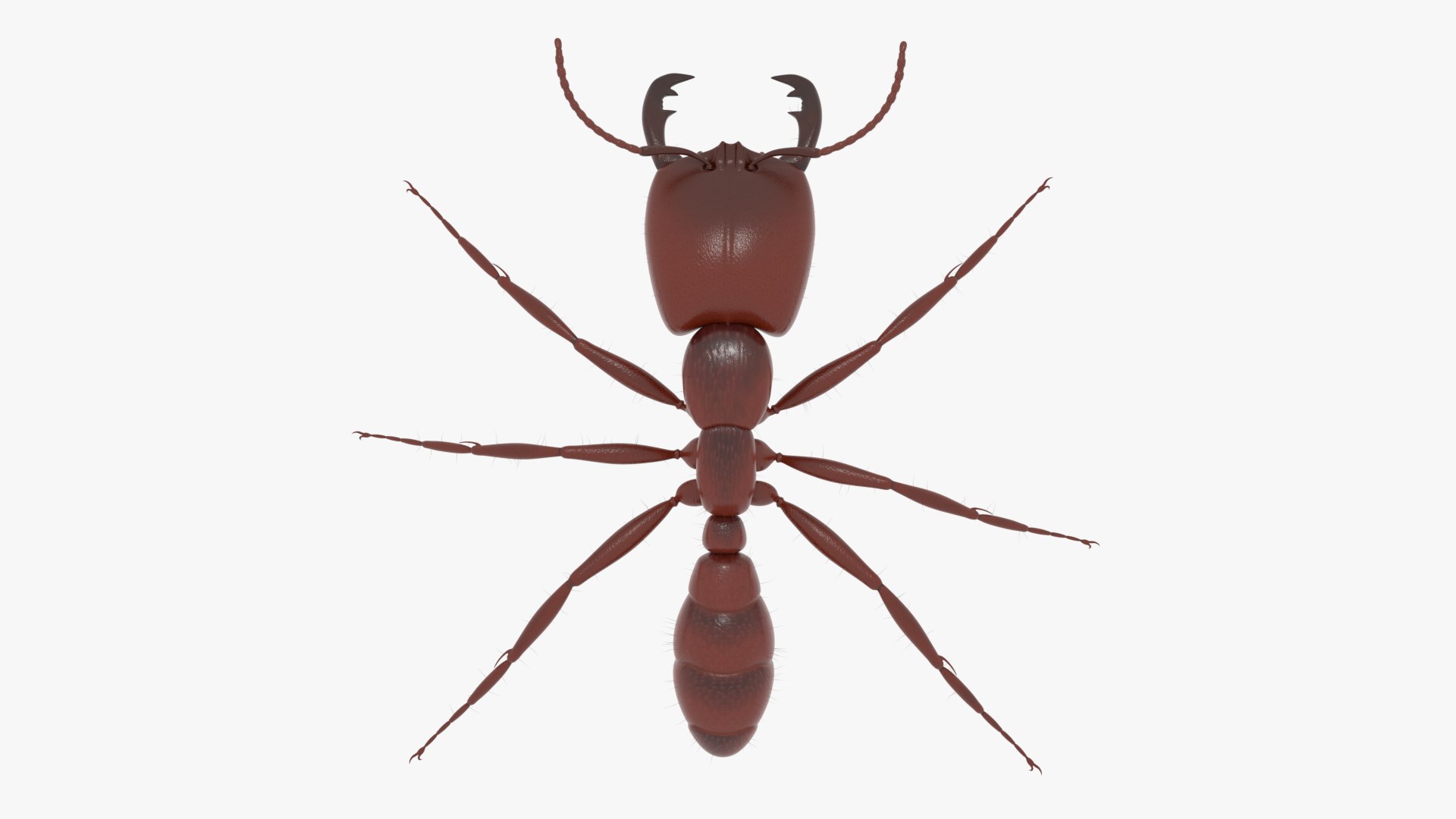 3D African Driver Ant Soldier - TurboSquid 1836227