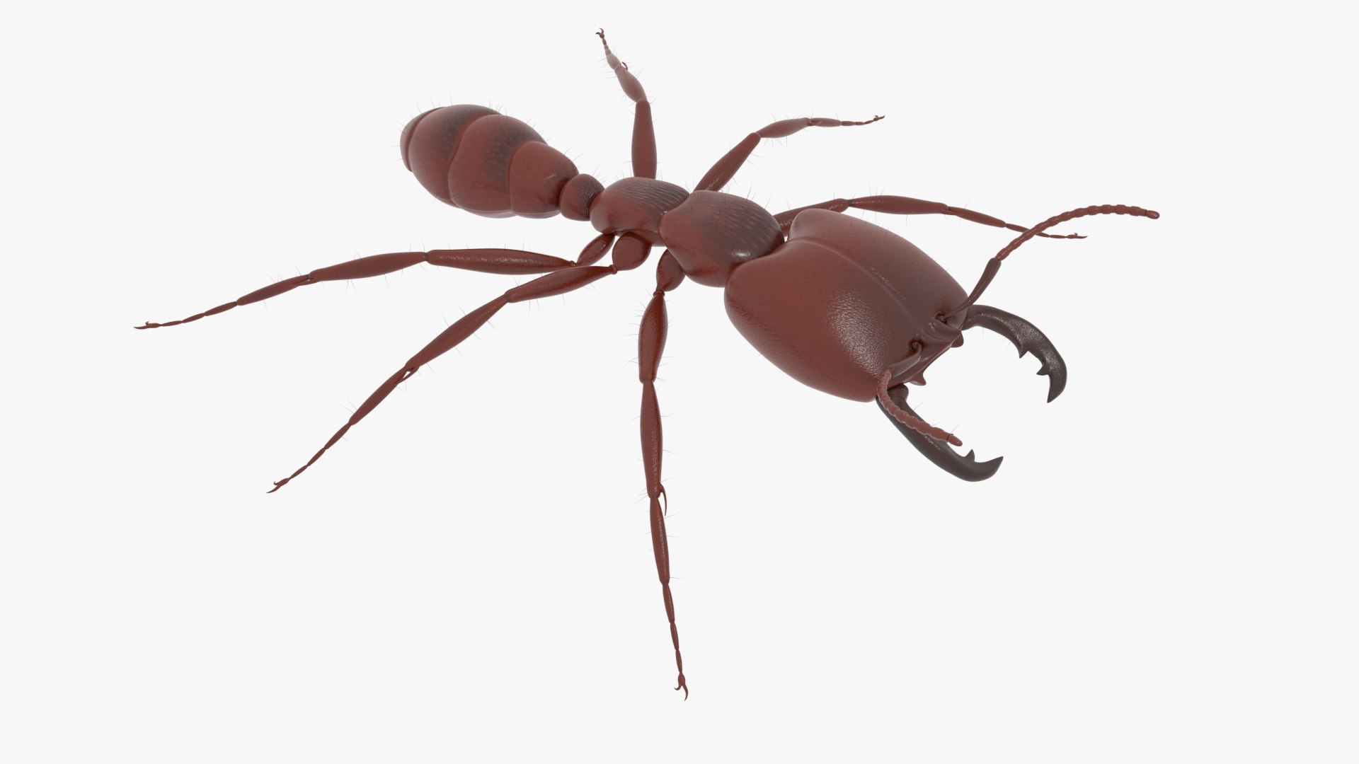 3D African Driver Ant Soldier - TurboSquid 1836227