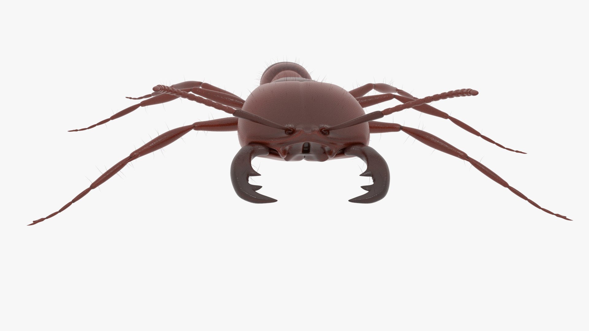 3D African Driver Ant Soldier - TurboSquid 1836227