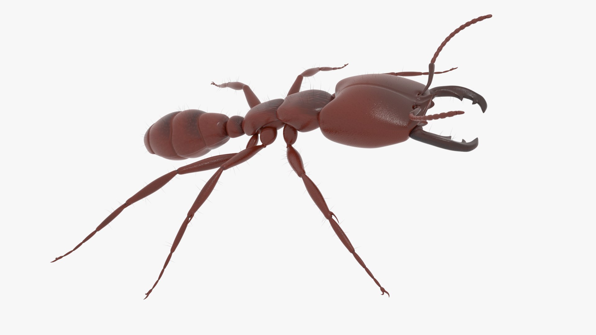 3D African Driver Ant Soldier - TurboSquid 1836227