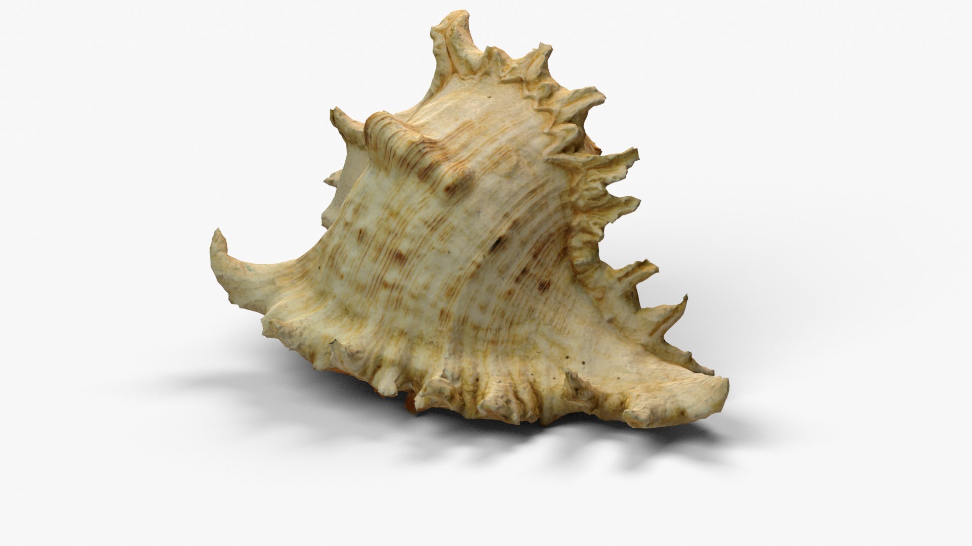 3D Big shell - TurboSquid 1769376