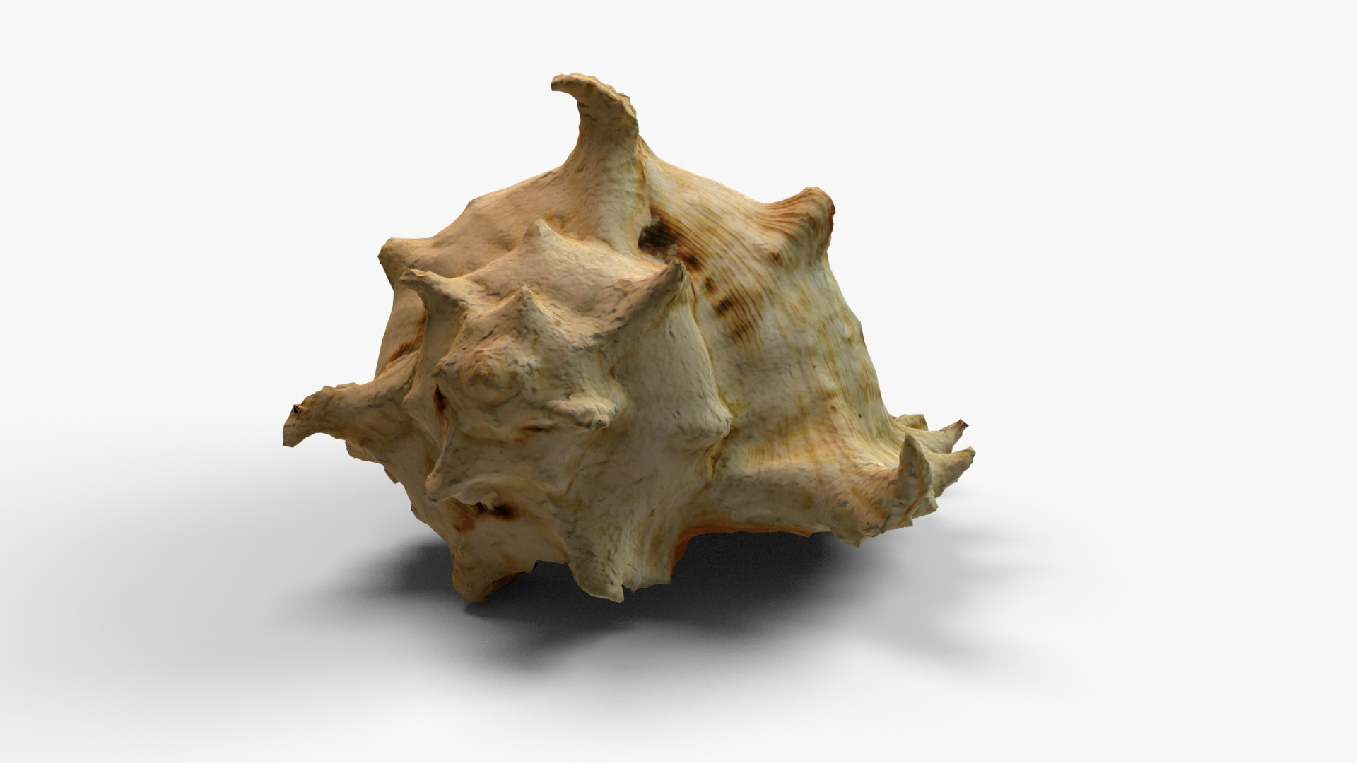 3D Big shell - TurboSquid 1769376