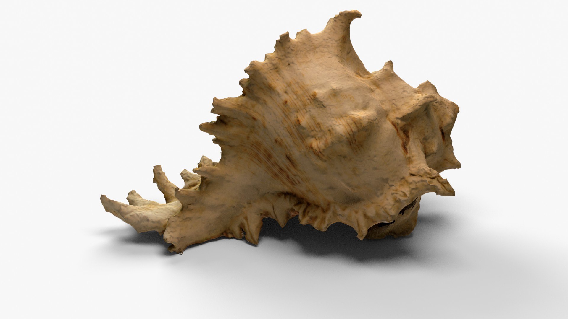 3D Big shell - TurboSquid 1769376