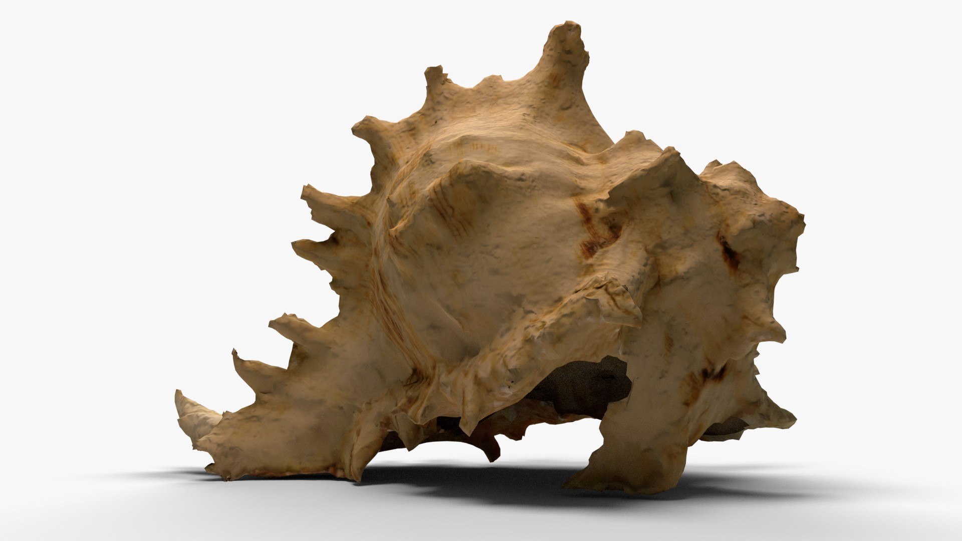 3D Big shell - TurboSquid 1769376