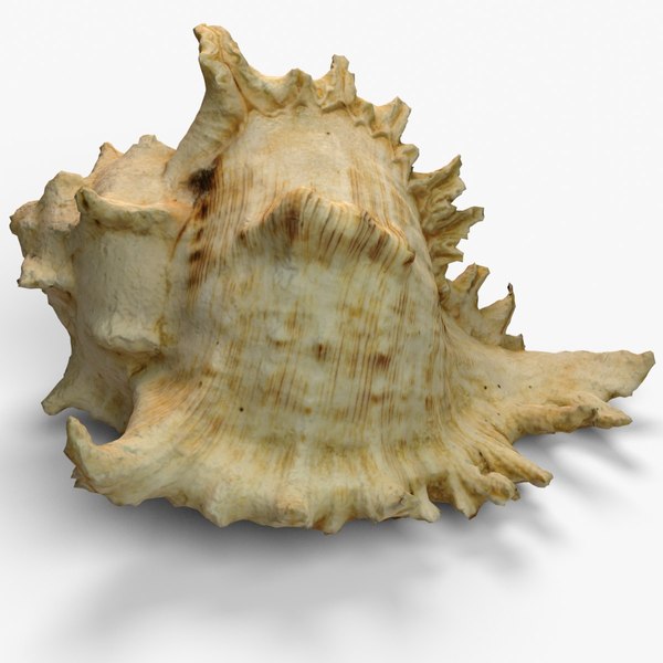 Seashell STL Models for Download | TurboSquid