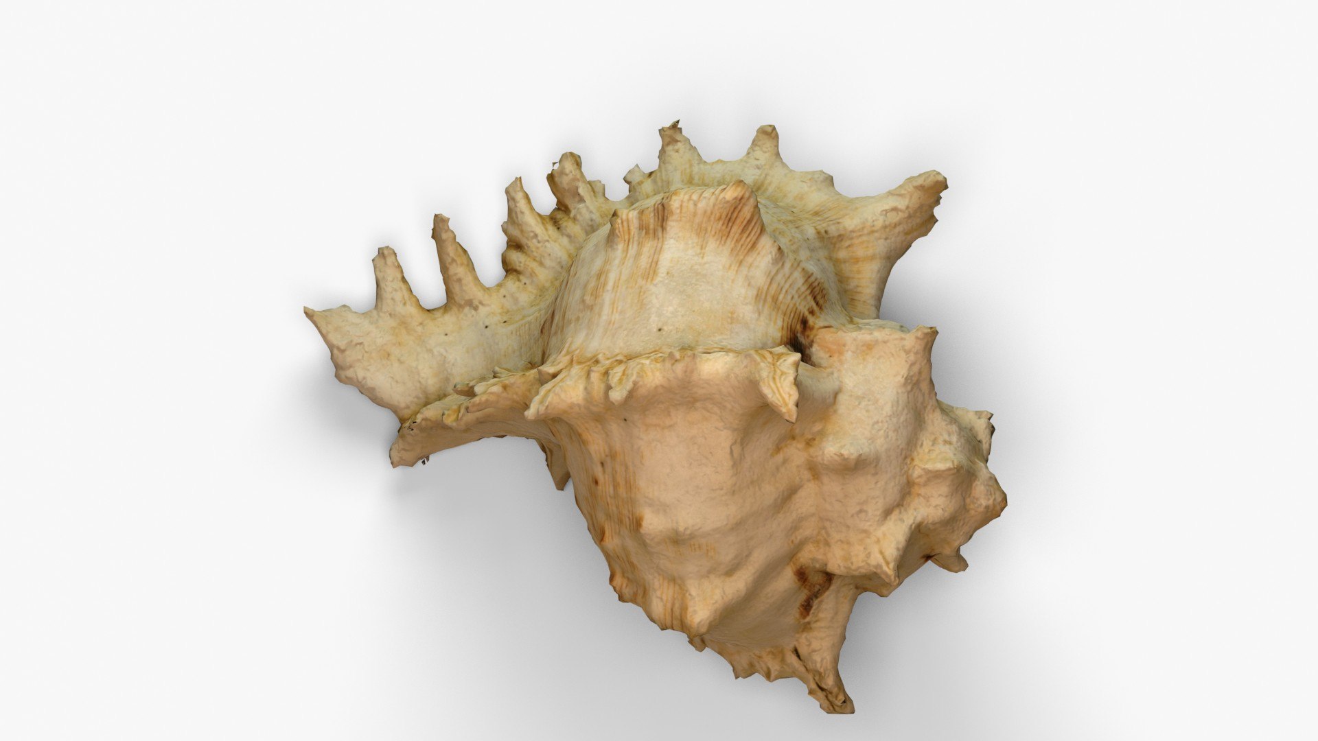 3D Big shell - TurboSquid 1769376