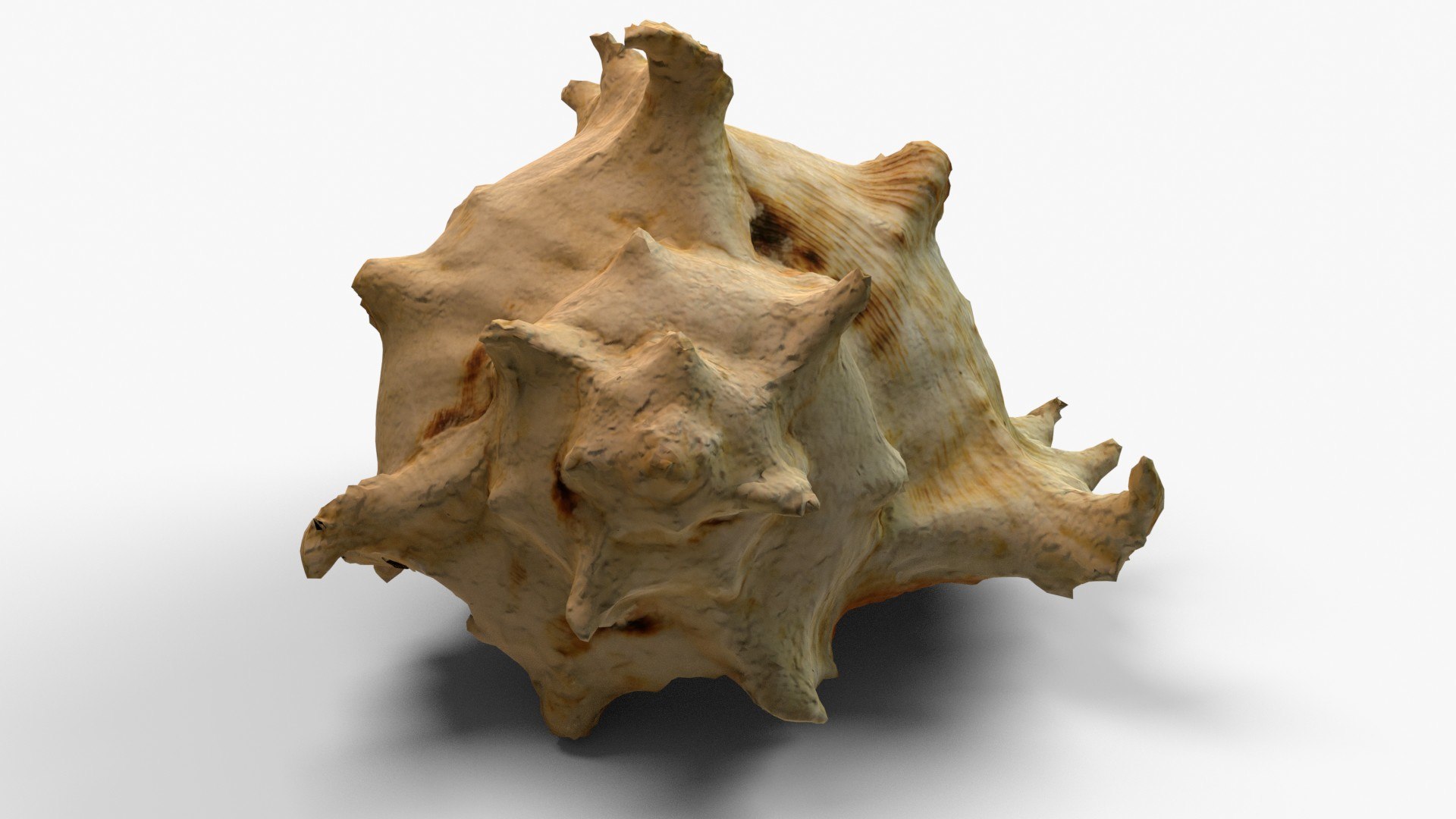 3D Big shell - TurboSquid 1769376