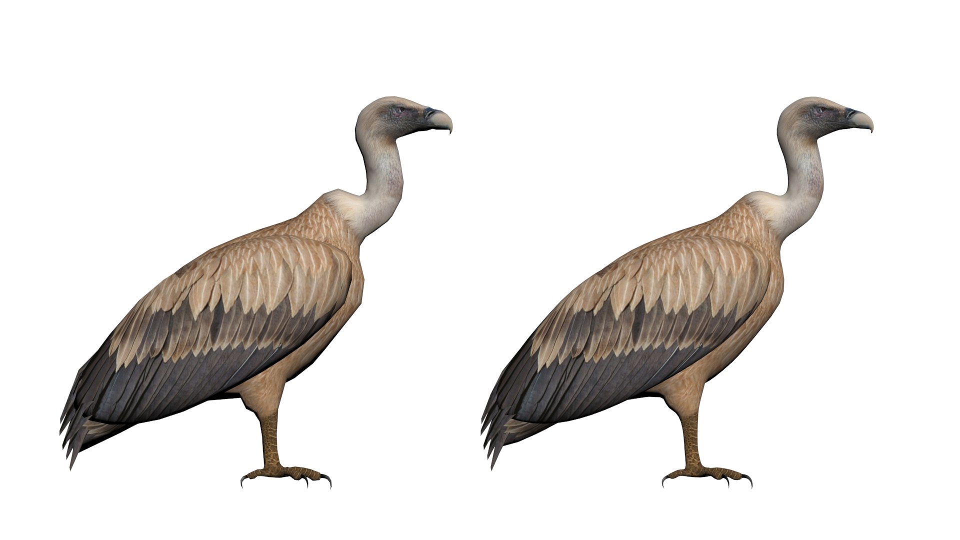 Vulture Model - TurboSquid 1607286
