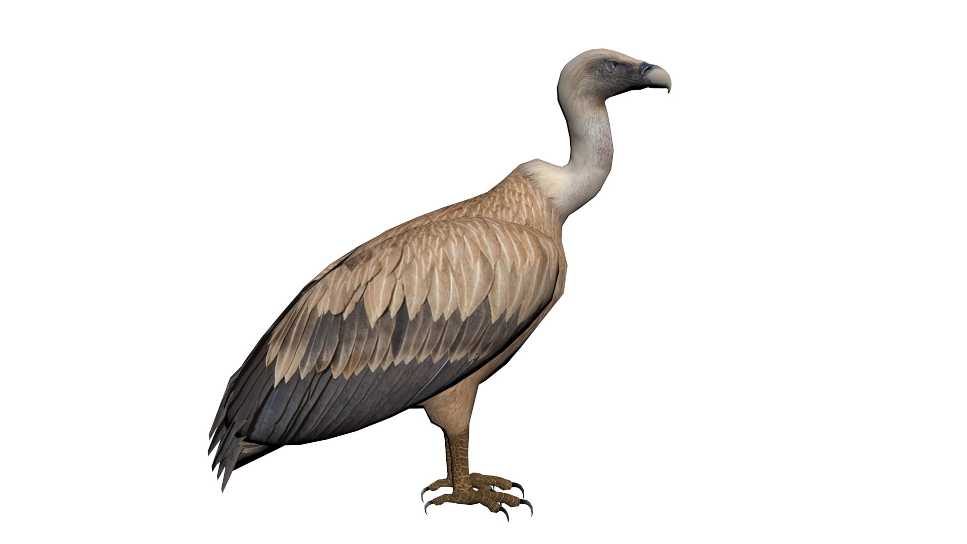 Vulture Model - TurboSquid 1607286