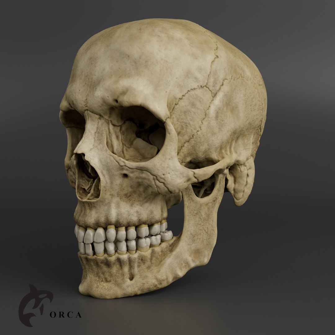 3D Human Skull Anatomy - TurboSquid 2250701