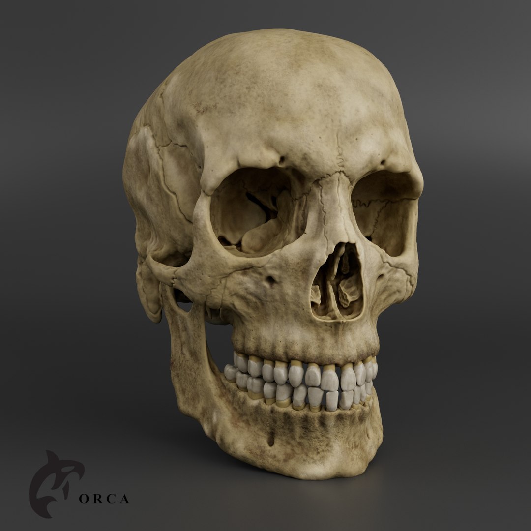 3D Human Skull Anatomy - TurboSquid 2250701