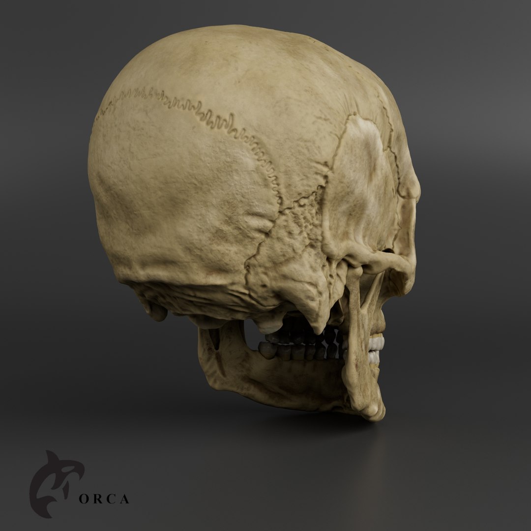 3D Human Skull Anatomy - TurboSquid 2250701