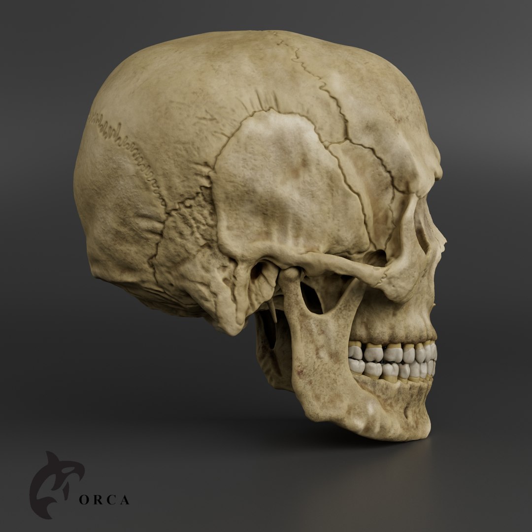 3D Human Skull Anatomy - TurboSquid 2250701