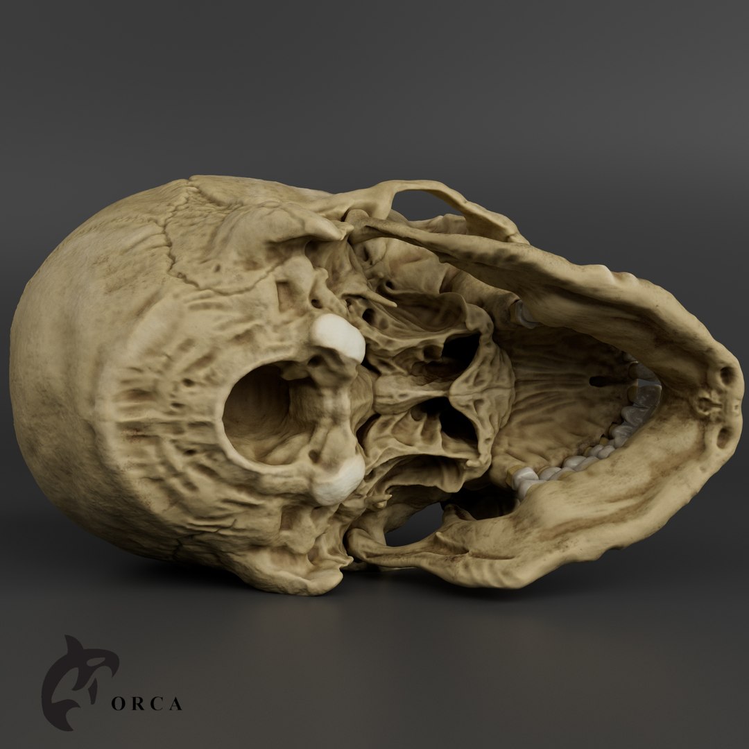 3D Human Skull Anatomy - TurboSquid 2250701