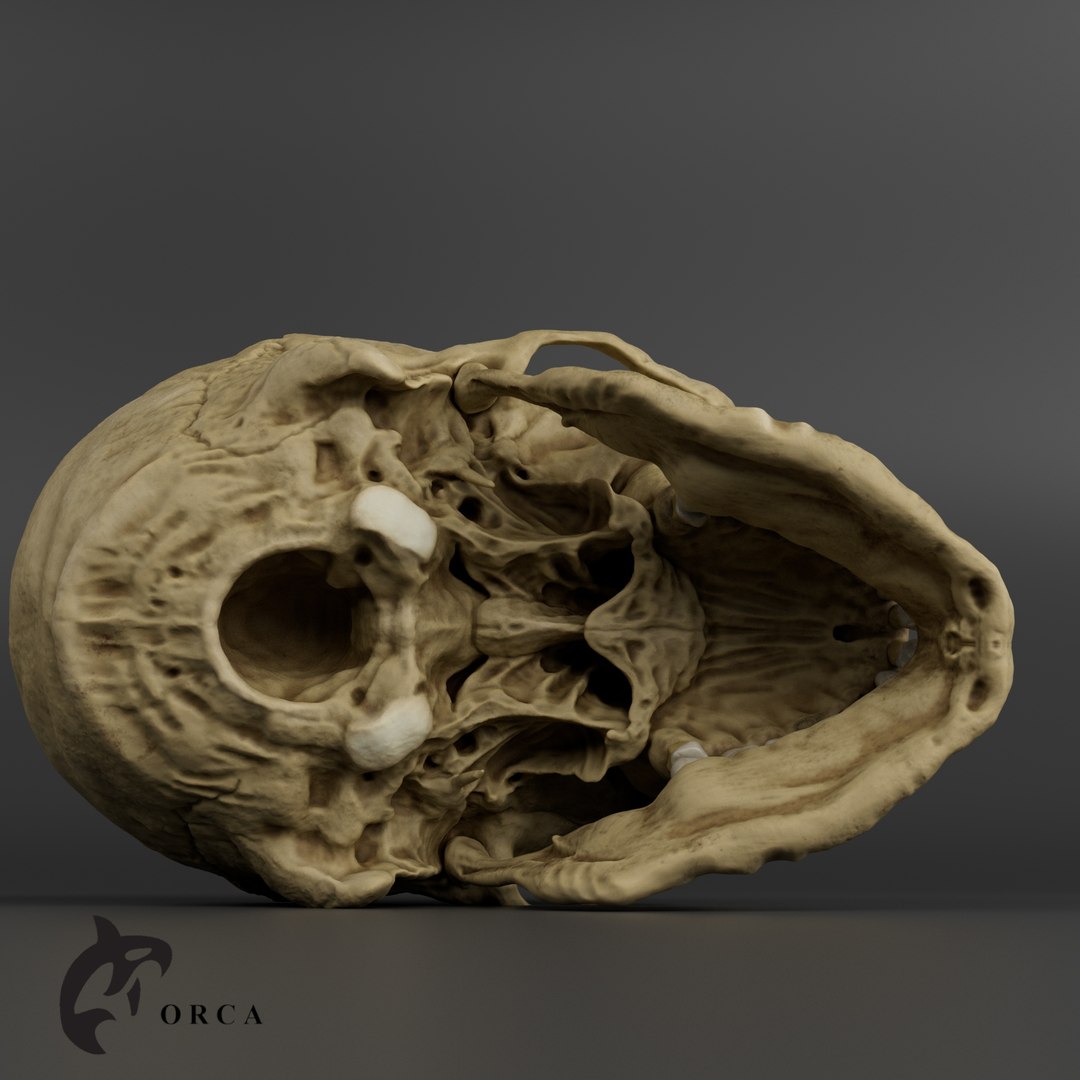 3D Human Skull Anatomy - TurboSquid 2250701
