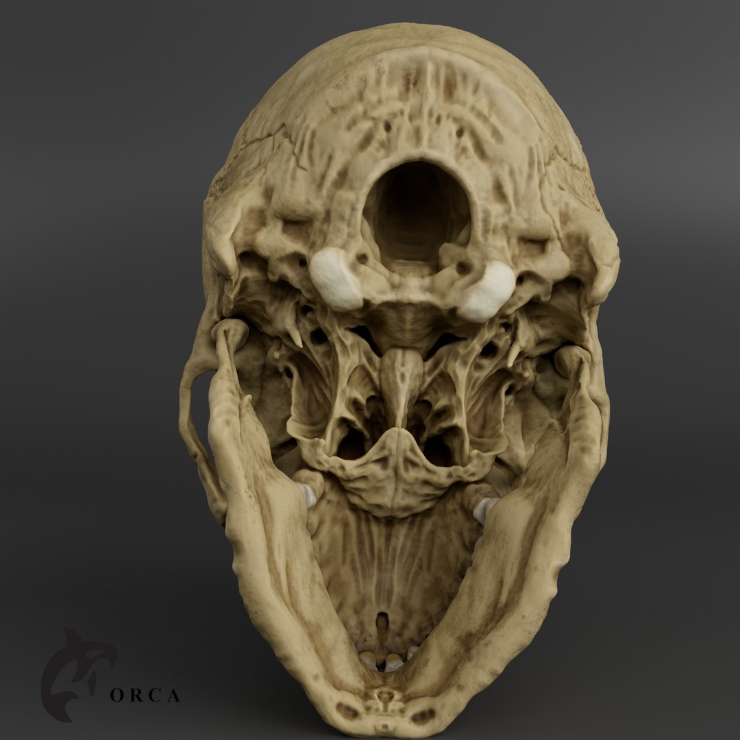 3D Human Skull Anatomy - TurboSquid 2250701