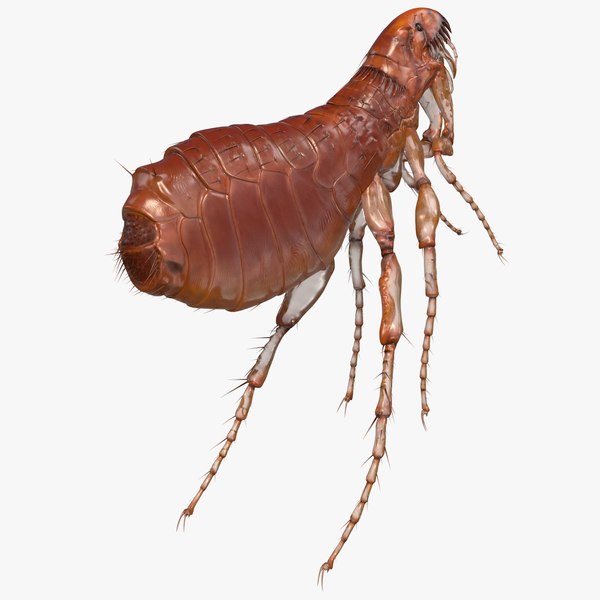 3D flea insect rigged model - TurboSquid 1585334