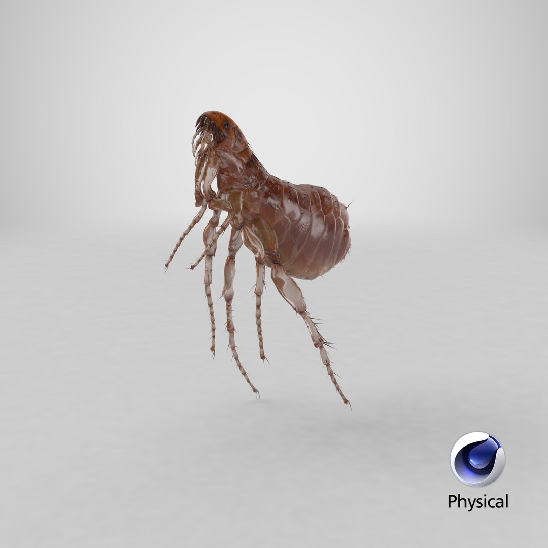 Flea Jumping Pose Insect 3D - TurboSquid 1585214