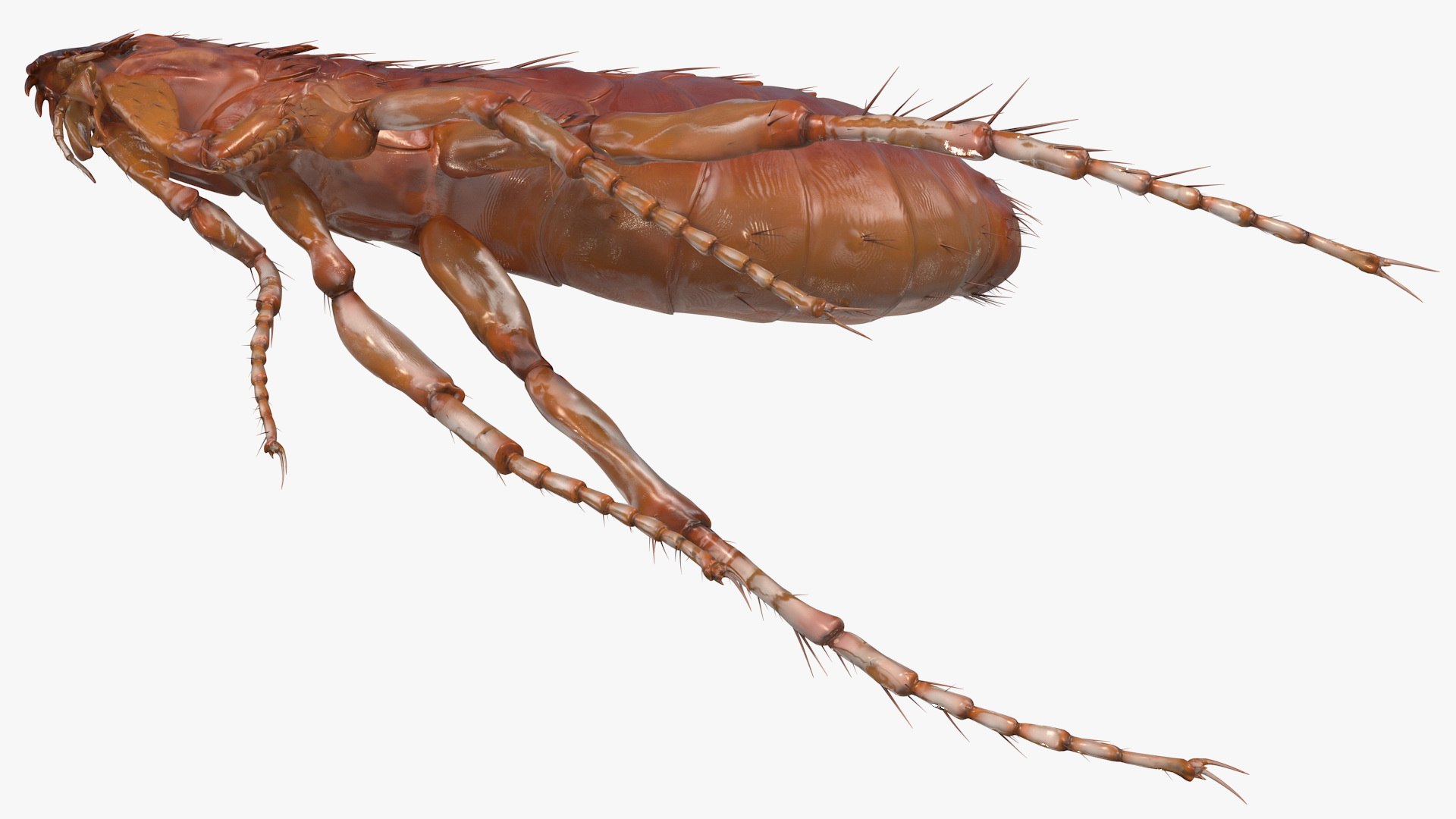 Flea jumping pose insect 3D - TurboSquid 1585214