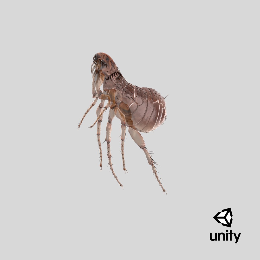 Flea Jumping Pose Insect 3D - TurboSquid 1585214