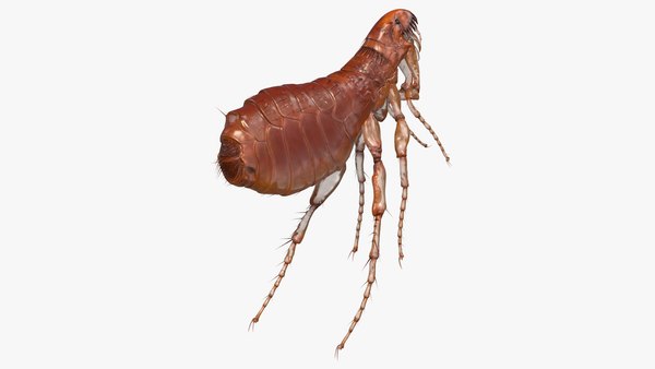 Flea jumping pose insect 3D - TurboSquid 1585214