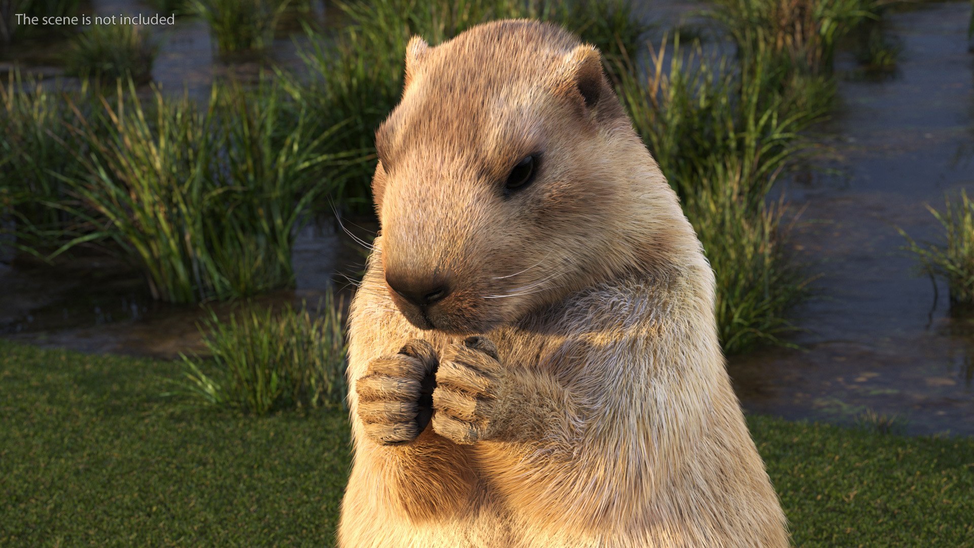 3D Alpine Marmot Eating Pose Fur - TurboSquid 1964227