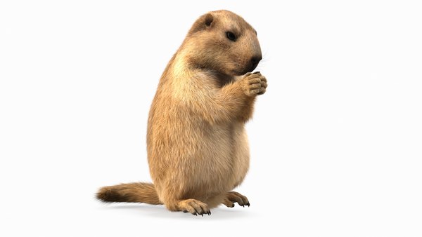 Marmot Diet Store | sukan.co.in