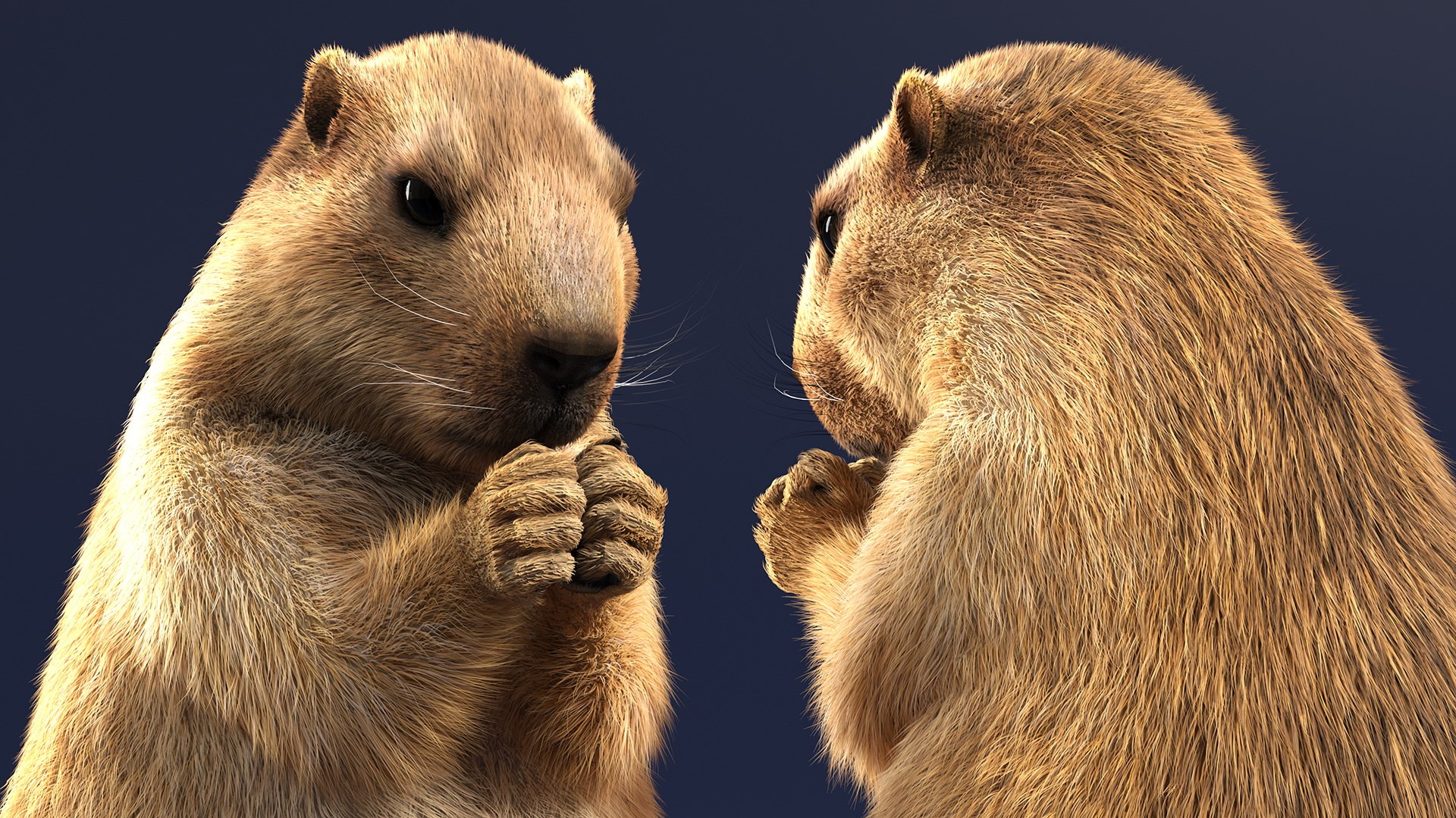 3D Alpine Marmot Eating Pose Fur - TurboSquid 1964227