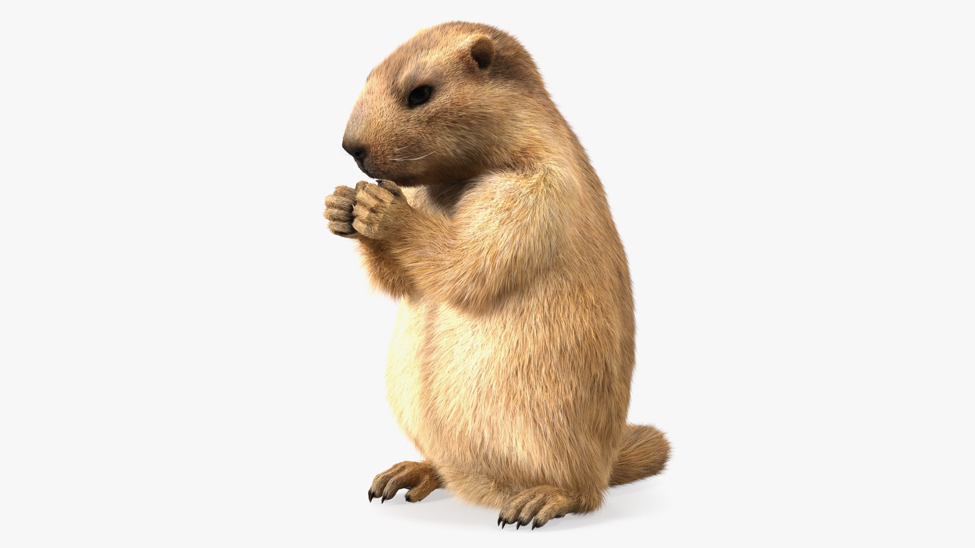 3D Alpine Marmot Eating Pose Fur - TurboSquid 1964227