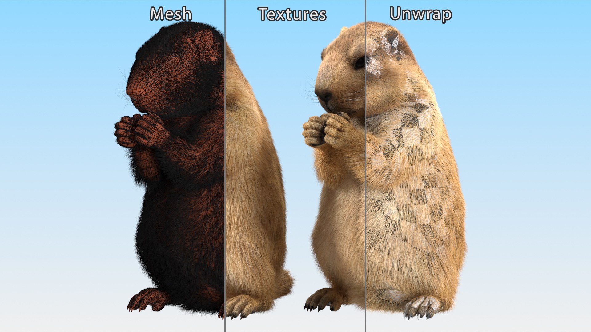 3D Alpine Marmot Eating Pose Fur - TurboSquid 1964227