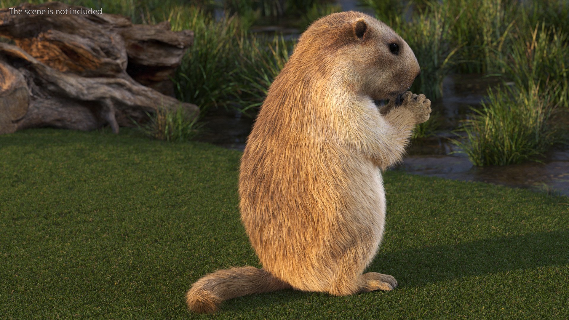 3D Alpine Marmot Eating Pose Fur - TurboSquid 1964227