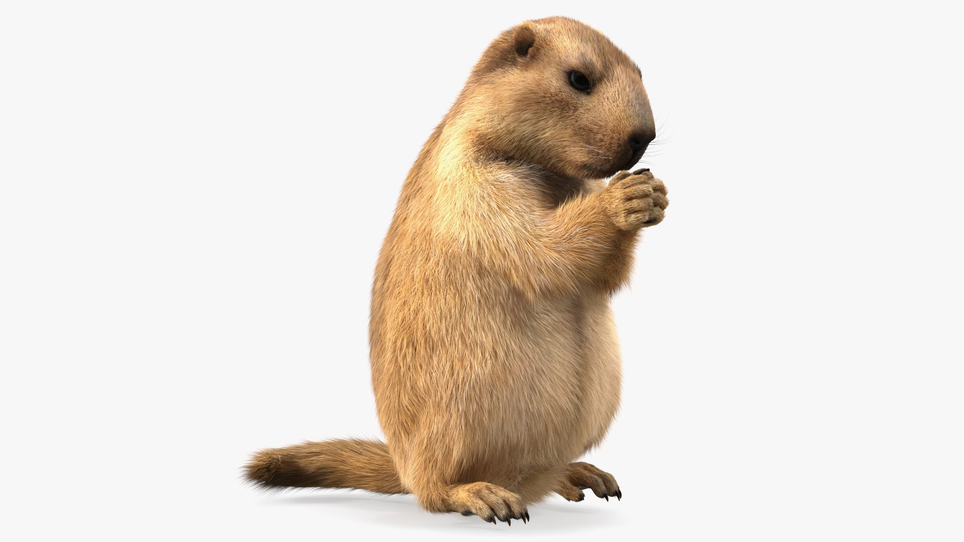 3D Alpine Marmot Eating Pose Fur - TurboSquid 1964227