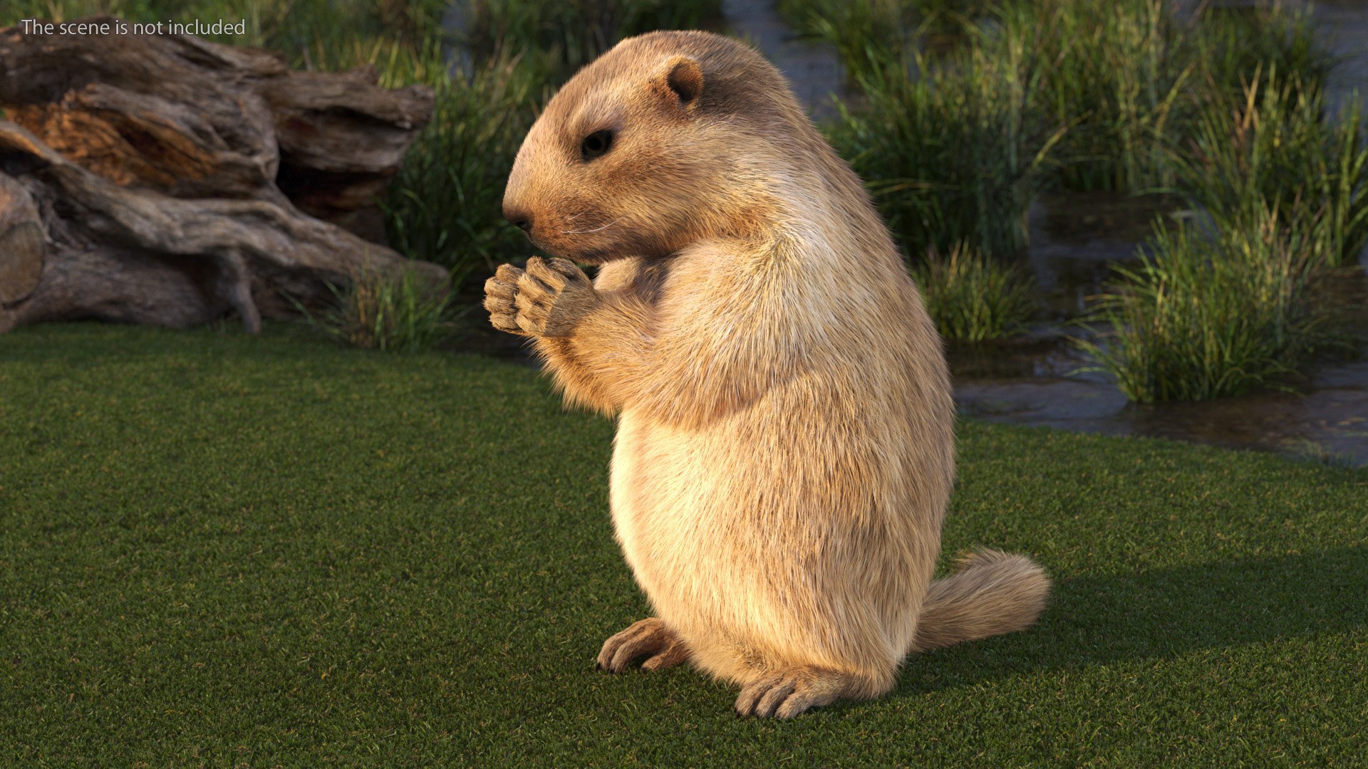 3D Alpine Marmot Eating Pose Fur - TurboSquid 1964227
