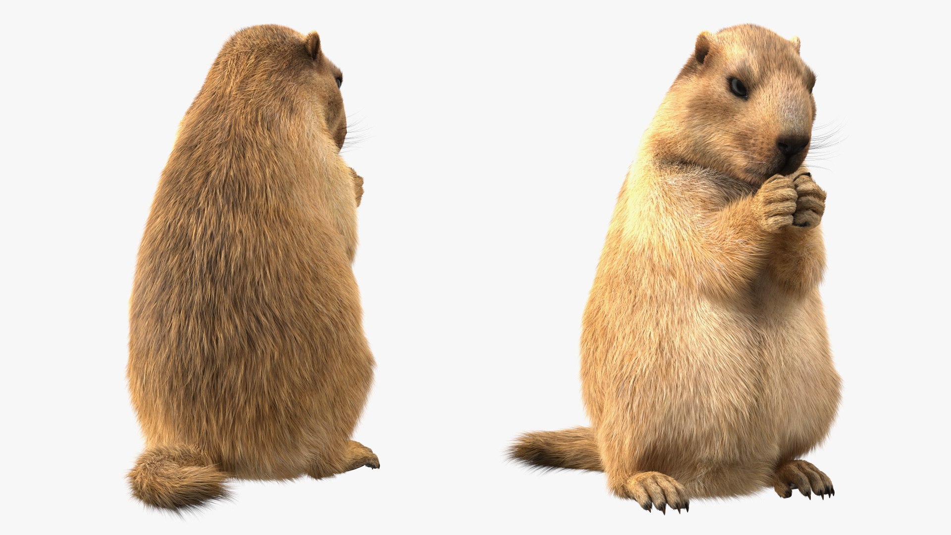 3D Alpine Marmot Eating Pose Fur - TurboSquid 1964227