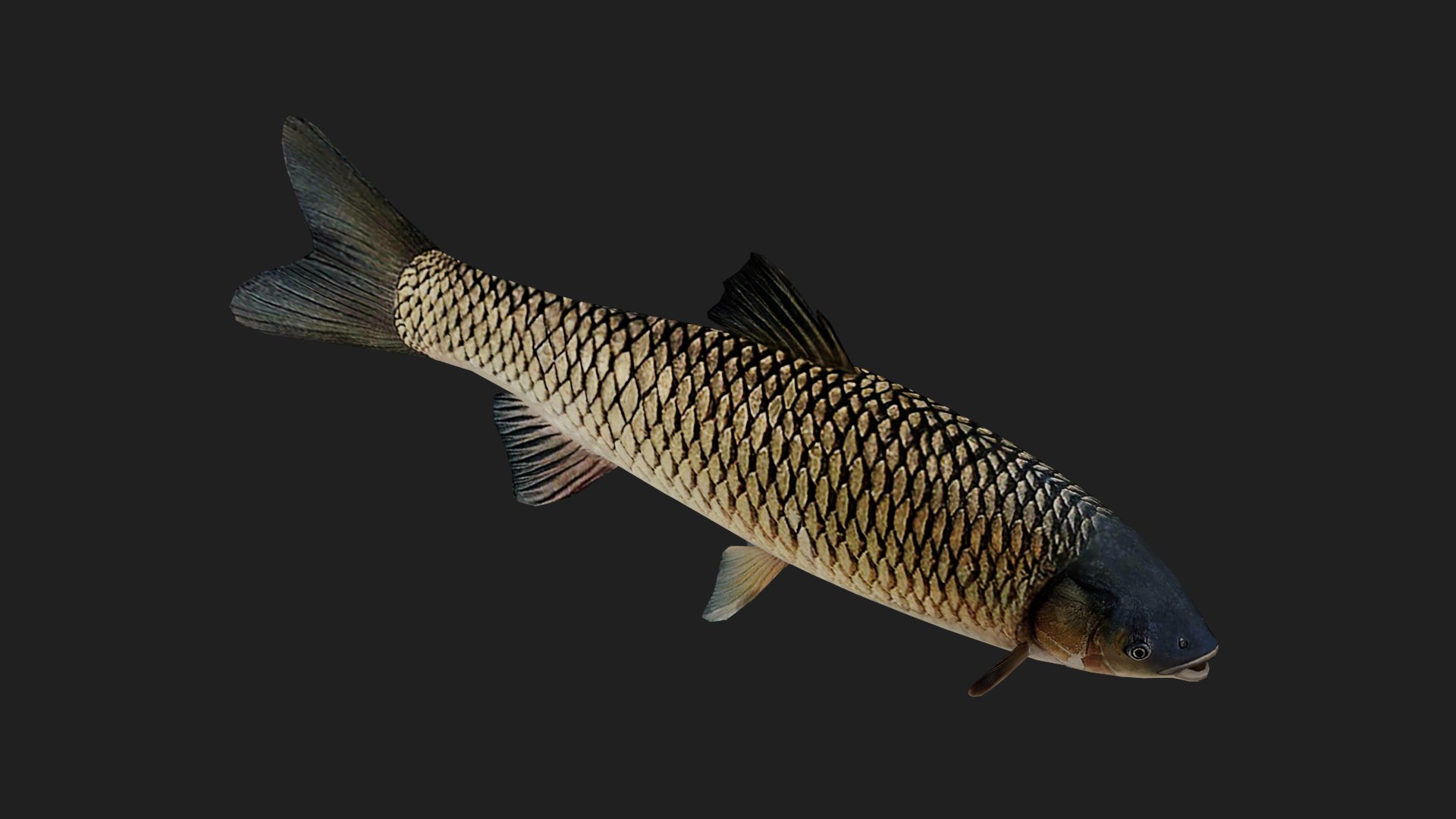 Carp 3D Model - TurboSquid 2125086