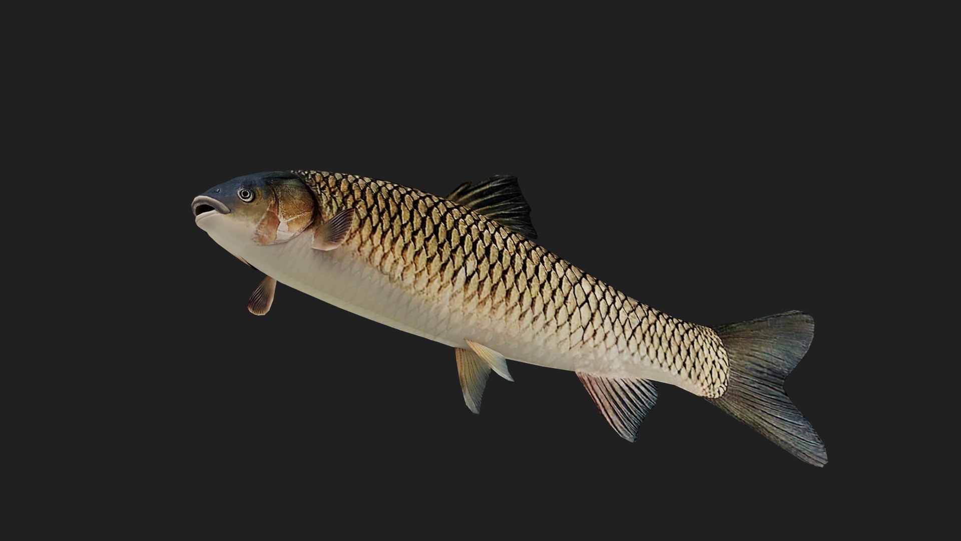 Carp 3D Model - TurboSquid 2125086