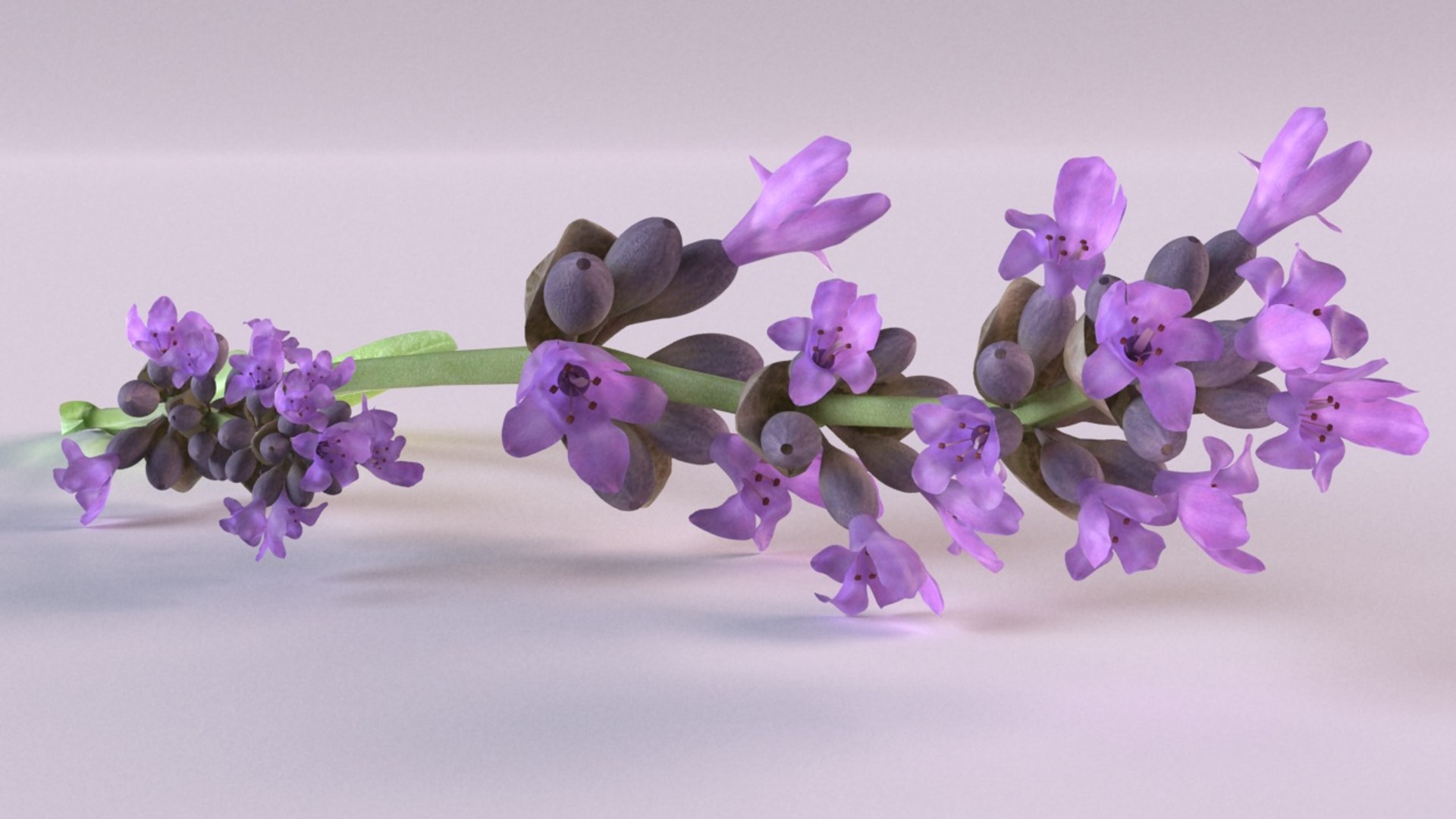 3D Lavender Flowers Spices Model - TurboSquid 1643646
